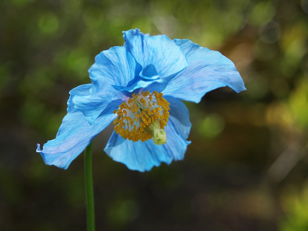 poppy_robert_fields – ROBERT FIELDS PHOTOGRAPHY